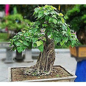 Banyan Bonsai Tree Seeds for Planting - 30 Seeds of Ficus benghalensis - Indian Banian Tree - Ships from Iowa, USA