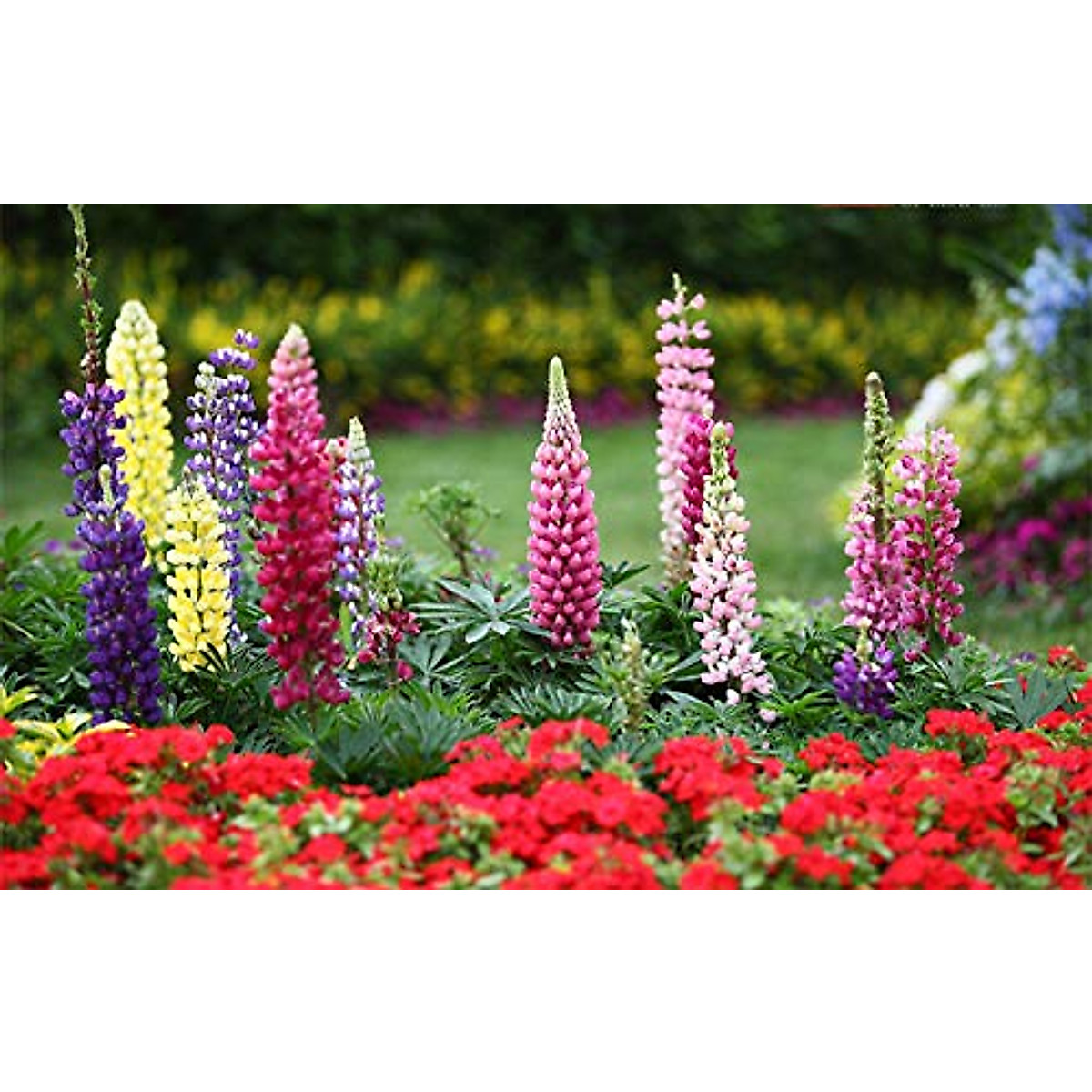 Russell Lupine Seeds, 2000+ Seeds, Flower Seeds for Planting