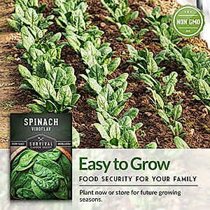 Survival Garden Seeds - Viroflay Spinach Seed for Planting - Packet with Instructions to Plant and Grow Nutritious Leafy Greens in Your Home Vegetable Garden - Non-GMO Heirloom Variety - 2 Pack