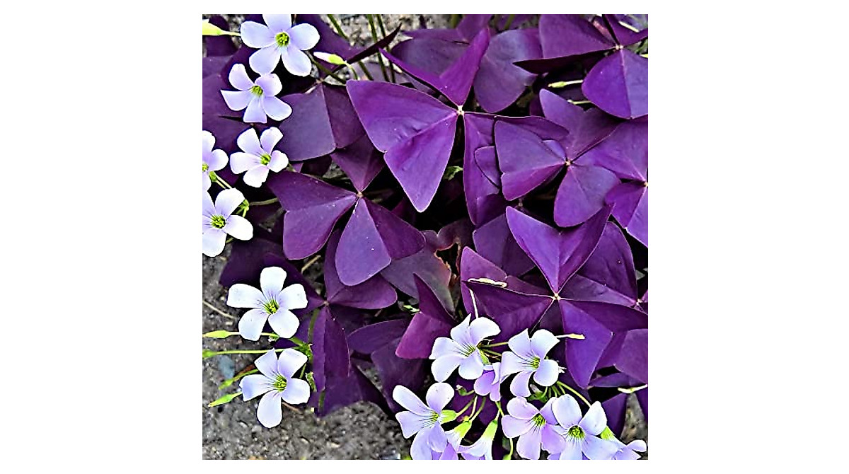 Grow Vibrant Purple Shamrock Bulbs – Organic & Non-GMO Oxalis Triangularis