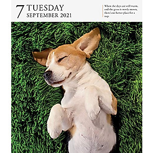 Dog Page-A-Day Gallery Calendar 2021