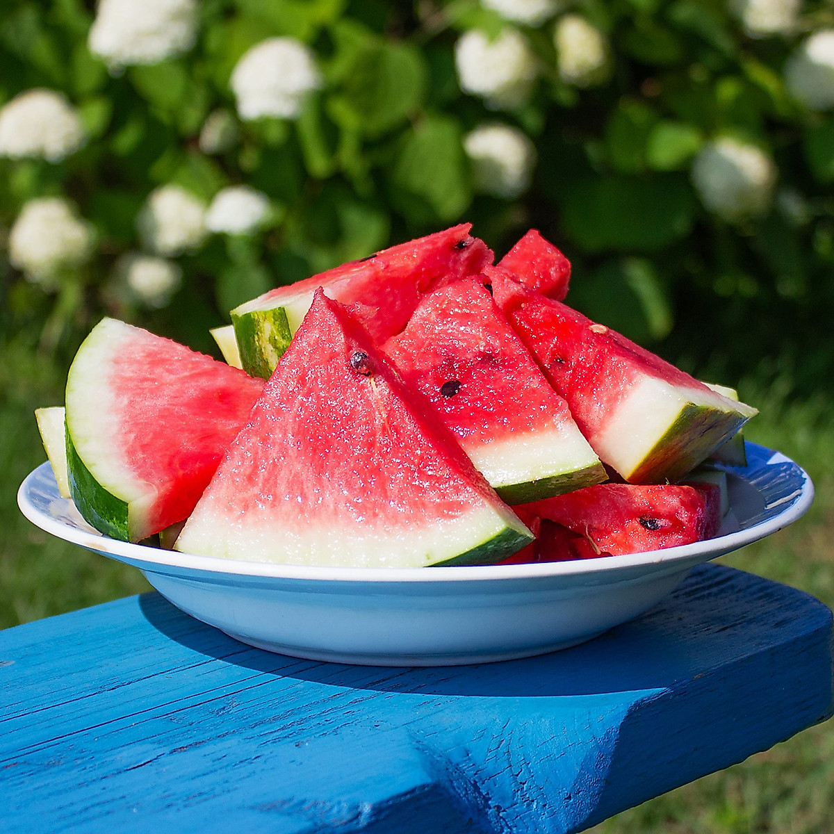 Organic Watermelon Seeds (Crimson Sweet) - Approx 12 Seeds - USDA Organic, Non-GMO, Open Pollinated, Heirloom, USA Origin