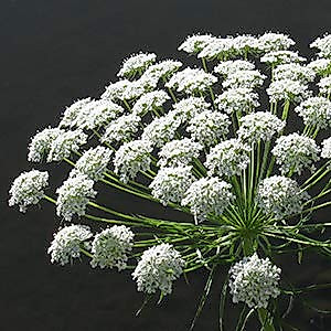 Liliana's Garden Flower Seeds - Annual Queen Anne's Lace - Ammi majus - Annual