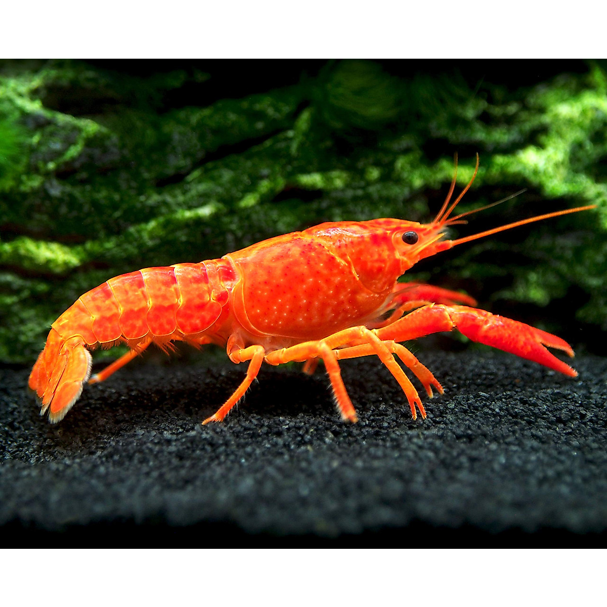 Aquatic Arts 1 Male Neon Red Crayfish | Live Freshwater Aquarium Lobster / Crawfish / Crawdad / Real Living Fish Tank Pet