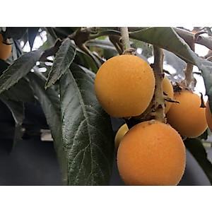 2 Packages of Loquat Fruit Eriobotrya Japonica Seeds - 5 Seeds Per Package