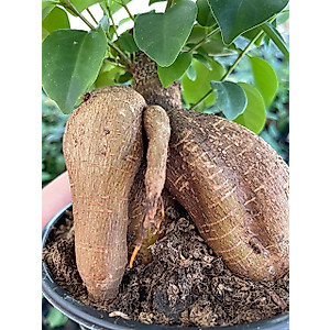 BubbleBlooms Ficus microcarpa Chinese Banyan Bonsai Tree in a 6 inch Pot