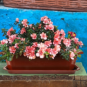 GANAZONO Plant Pots Flowerpot Bonsai Training Pots Rectangular Planter Pots Plant Growing Pots Plants Growing Planter with Drainage Tray Gardening Bonsai Container Hanging Planter
