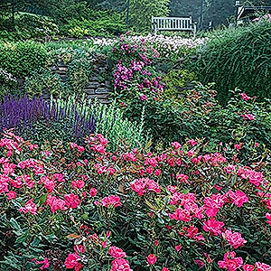 Knockout ' Double Rose, 1 Gallon, Cherry Red