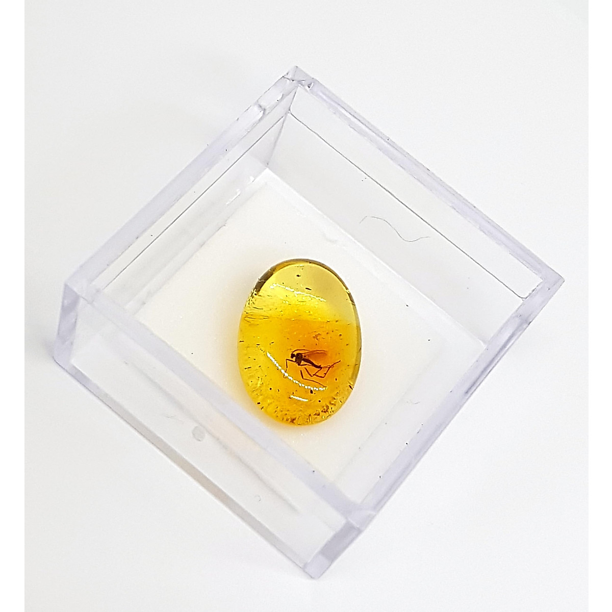 Genuine Fossil Baltic Amber with Inclusion with Magnifying Box/Beautiful Museum Grade