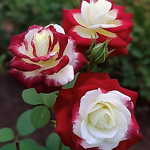 DouxiE 20pcs Rare Twin Red White Rose Flower Seeds for Planting - Captivating Garden Blooms Non GMO Heirloom Garden - Planting Instructions for Easy Grow - Great Gardening Gifts