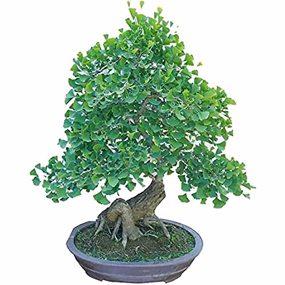 Bonsai Ginko Biloba Tree Seeds to Plant - 5 Seeds - Edible Leaves Promote Memory and Vigor - Gingko Seeds