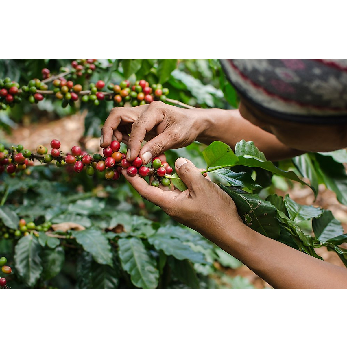 Java Planet - Coffee Beans, Organic Coffee Sampler Pack, Whole Bean Variety Pack, Arabica Gourmet Specialty Coffee, 1.32 POUNDS of coffee packaged in six 3.2 oz bags…