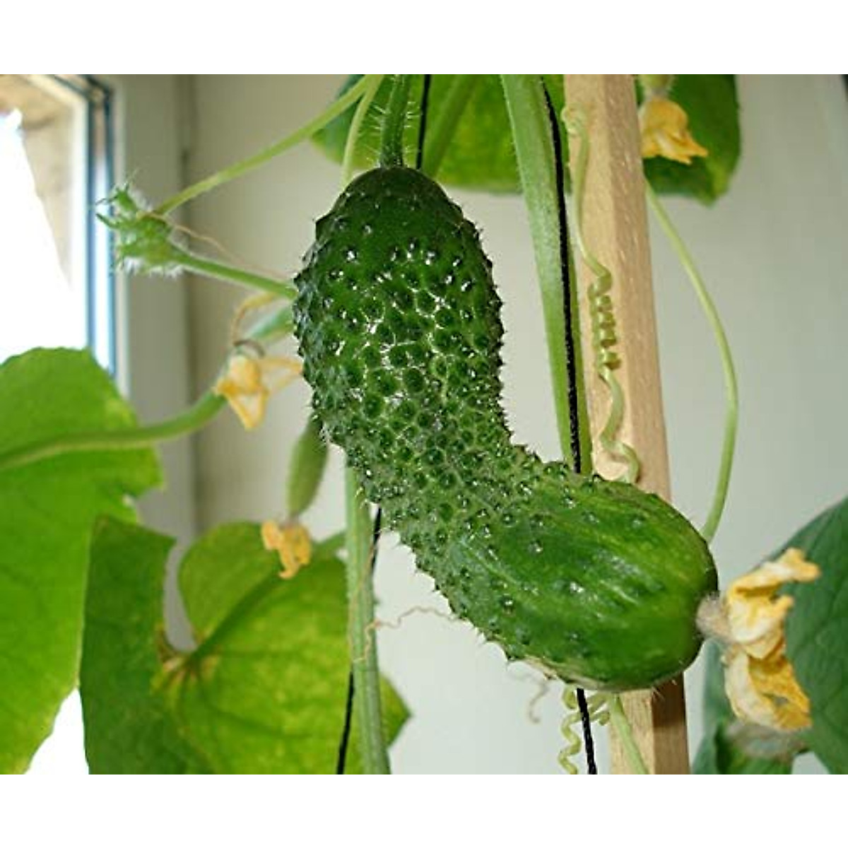 Seeds Cucumber Indoor F1 Room Early Self-pollinated Pickling Vegetable for Planting Heirloom Non GMO
