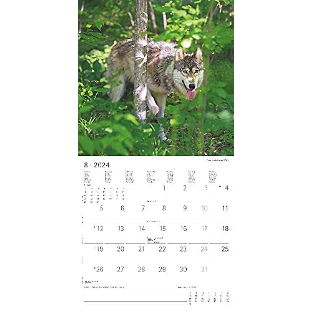 Wolves 2024 Brochure Calendar 30 x 30 cm (30 x 60 Open) Calendar with Space for Notes Wolves Picture Calendar Wall Planner Alpha Edition