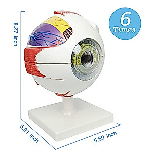 NEW HORIZON 6X Enlarged Human Eye Anatomical Model,Anatomically Accurate Eye Model Human Eye Anatomy for Science Classroom Study Display Teaching Medical Model