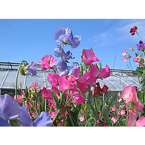 NOTSWOH—Sweet Peas Flower Seed Vine Mix - 300 Seeds—Garden&Outdoor