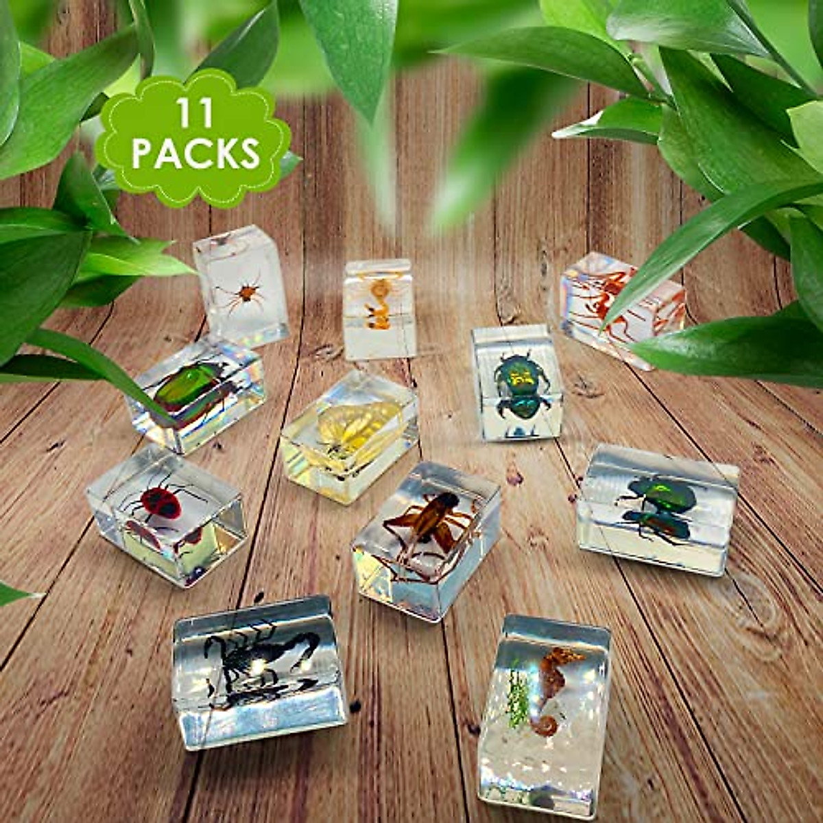 11 Pcs Insects in Resin Specimen Bugs Collection Paperweights Real Bugs in Resin Various Insect Specimen Bug Preserved in Resin Bugs Collection for Kids Scientific Educational Supplies Bugs Display