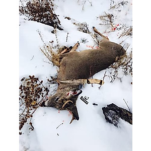 NoonKnives: Hand Made Damascus Steel Collectible Bowie Knife Handle Camel Bone with Bull Horn (Black and White)