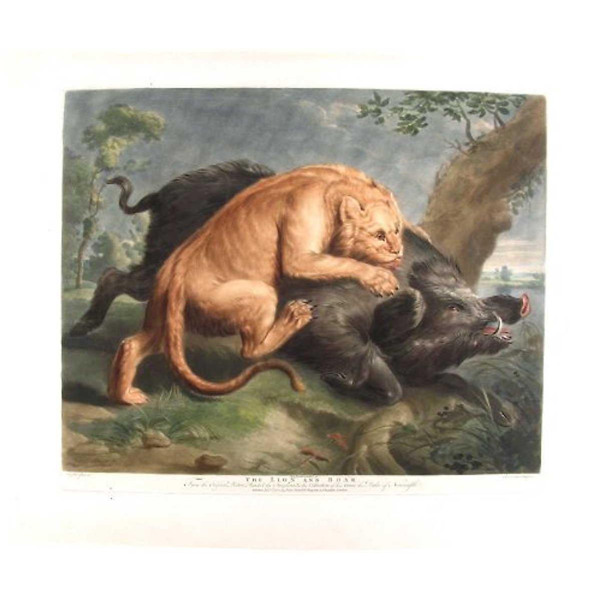 The Lion and the Boar. From the Original Picture, Painted by Snyders, in the Collection of His Grace the Duke of Newcastle