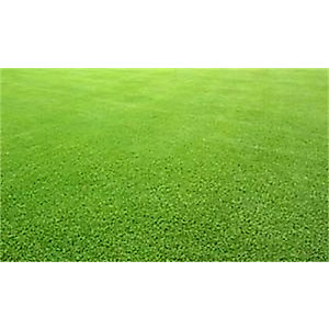 HULLED Coated Bermuda Grass 1 LB
