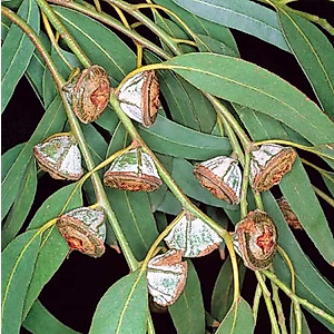 CHUXAY GARDEN Eucalyptus Globulus-Southern Blue Gum 25 Seeds Evergreen Tree Endemic Privacy Screen Road Edge Plants Easily Grow