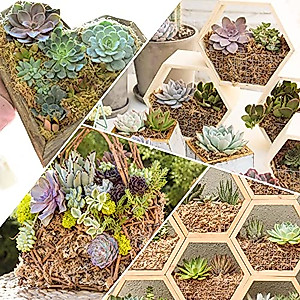 ZeeDix 2QT Dried Moss for Potted Plants Terrarium Decor Plant Natural Sphagnum Moss Potting Mix Soil for Carnivorous Plant, Orchid, Sarracenia, Succulent, Reptiles