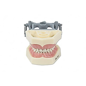 Dental Anatomy Pediatric Typodont Model 760 with Removable Teeth
