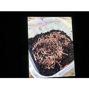 Worms Red Wiggler Composting 2 Pounds