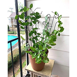 Mklsit 24'' Plant Trellis for Potted Plants, Indoor/Outdoor Garden Trellis for Climbing Plants, Sturdy Metal Pot Trellis for Houseplants Flowers Climbing Vines Ivy, Pack of 2, Black