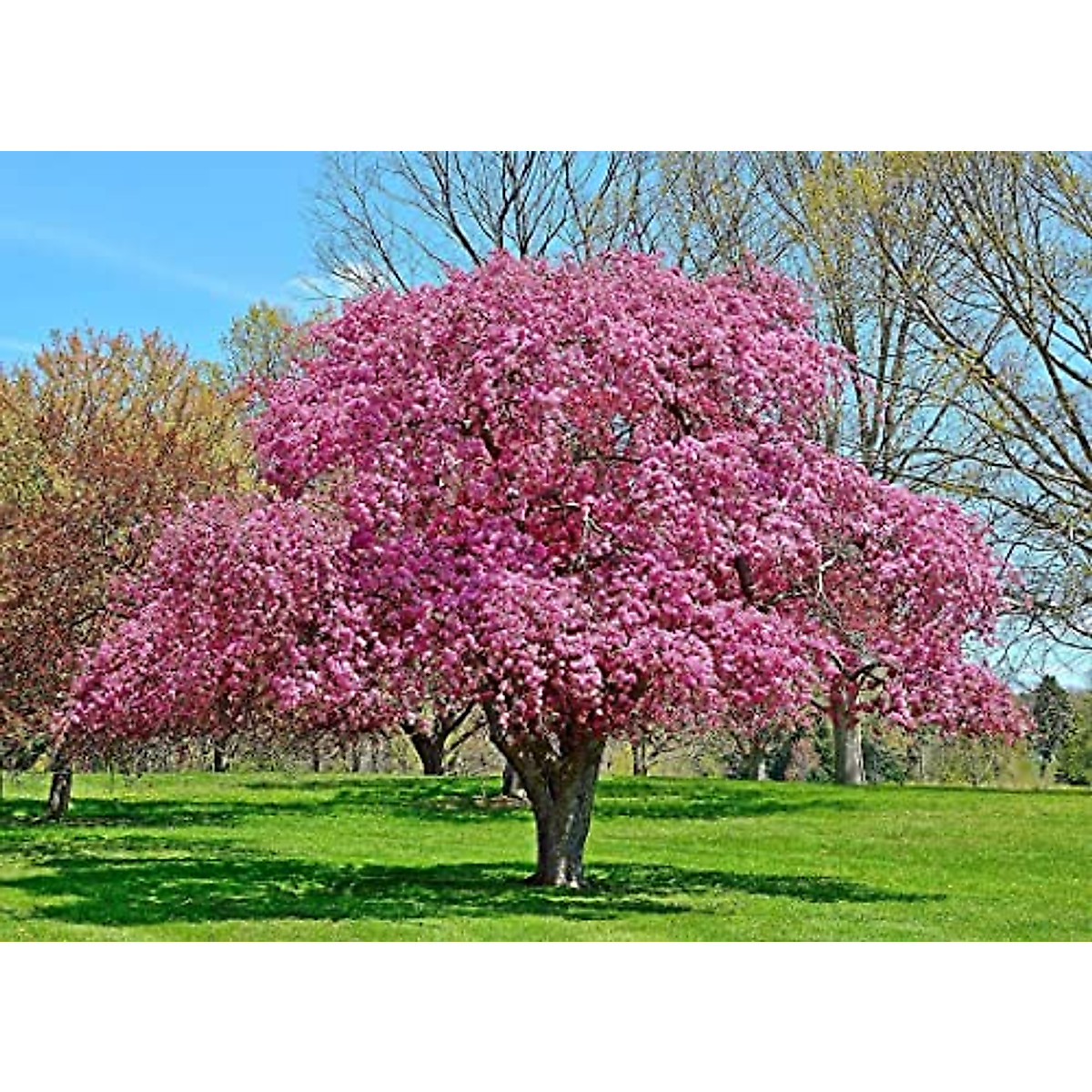 Roselow Crabapple Tree Live Plant 1-2 Feet Tall, Crab Apple Fruits Crabapple Plant Live