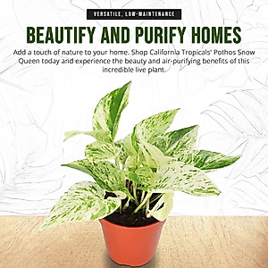California Tropicals Pothos Snow Queen - 4" Live Plant - Variegated White and Green Leaves - Easy to Care for - Perfect for Indoor and Outdoor Home Decor, Office, and Gift - Pot Included