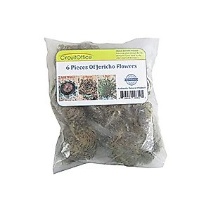 Six (6) Jericho Flowers, Rose of Jericho, Resurrection Flowers, Selaginella Lepidophylla, from A Brown Dry Ball Into A Live Plant with Water, A Holy Item in Religions, Pagan, Wiccan
