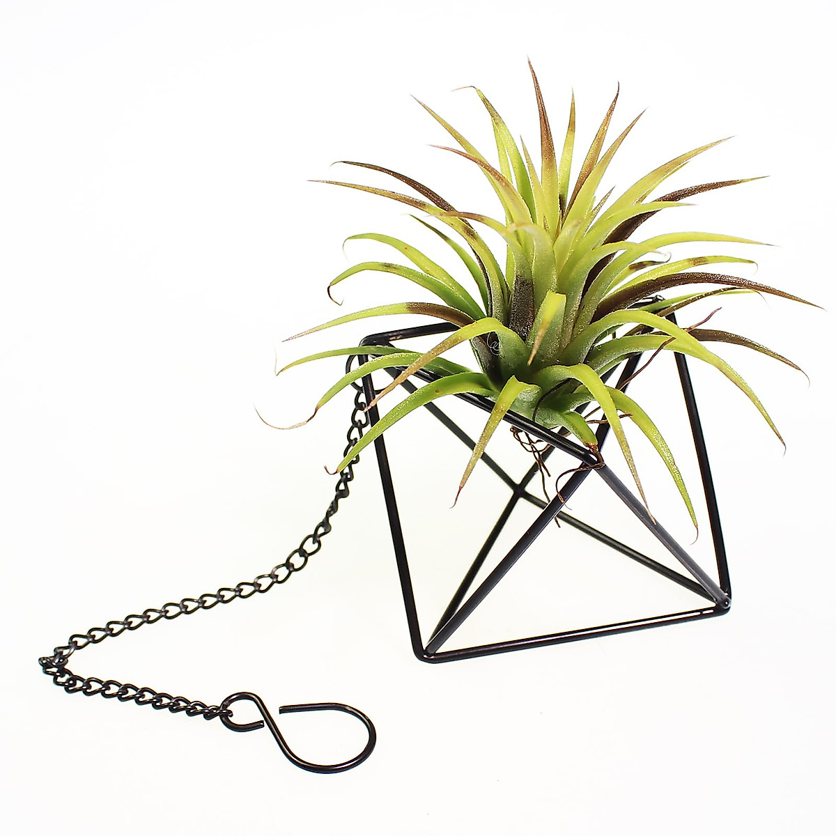 ZOOELAY Air Plant Hanging Holders Black Airplants Hanging Cage Sets Wall Air Planters Hanger 6 Geometric Airferns Indoor Display Frame