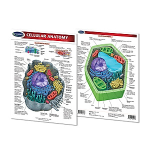 Cellular Anatomy Quick Reference Guide - Permacharts