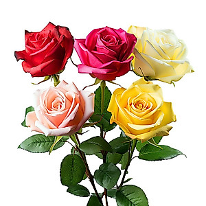 50 Assorted Roses- Two Beautiful Colors- Fresh Cut Flowers (OM)