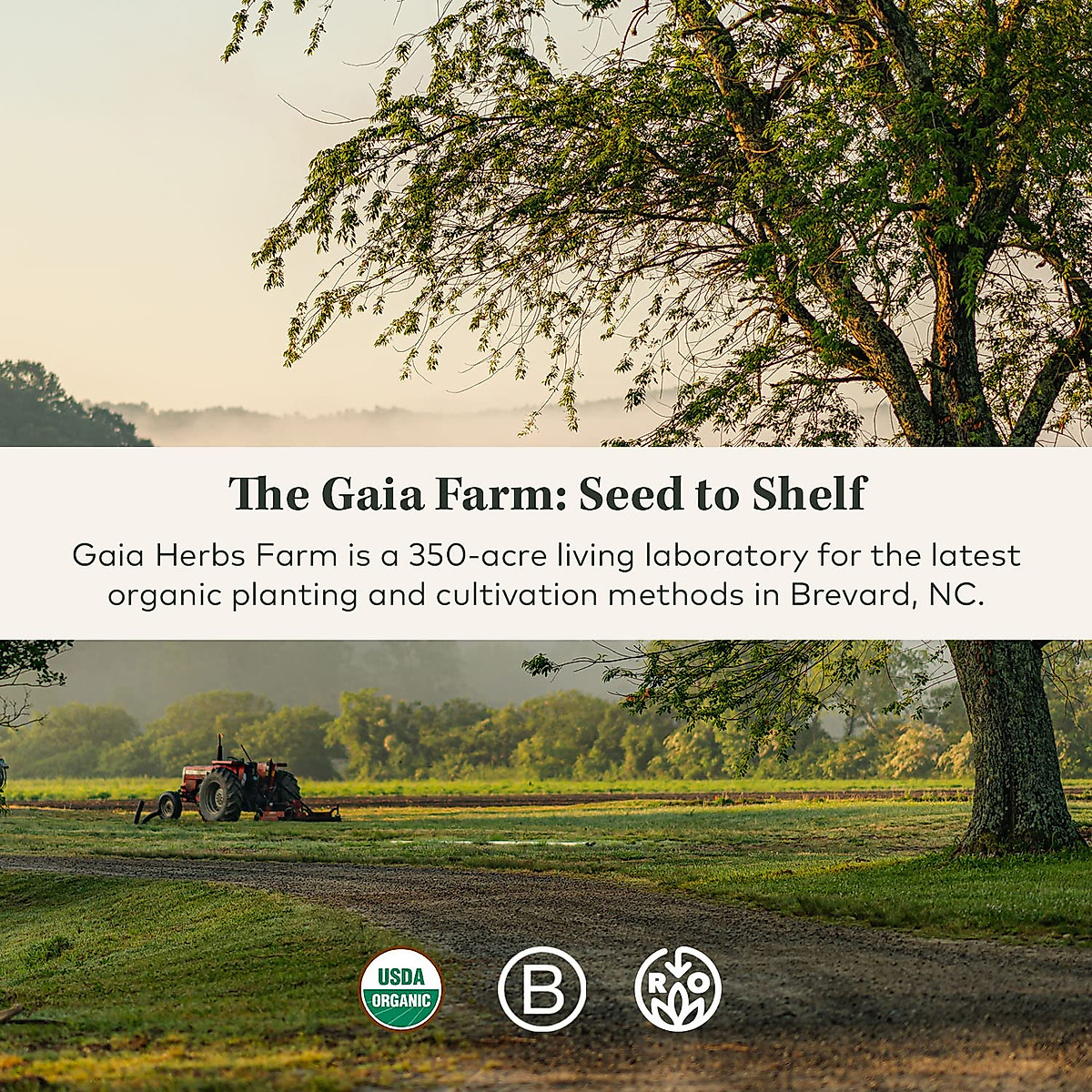 Gaia Herbs Olive Leaf - Traditional Immune Health Support - Immune System Supplement with Olive Leaf Extract and Oleuropein - 120 Vegan Liquid Phyto-Caps