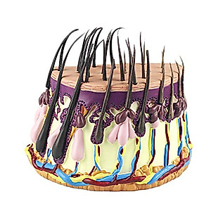 KH66ZKY Human Hair Anatomical Magnification Model - Skin Model - Hair Growth Process Hair Follicle Anatomy for School Teaching Equipment