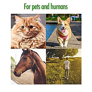 ZenPet Tick Tornado - Tick Remover for Dogs & Cats & People - Value Pack - Easy and Fast Tick Removal Tool (1 Pack)