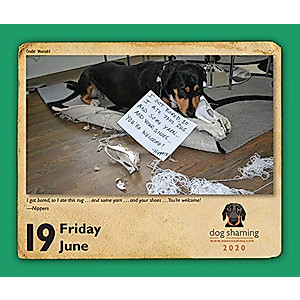 Dog Shaming 2020 Day-to-Day Calendar