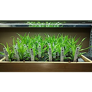 Pineapple Plants "White Jade" Includes Four (4) Plants