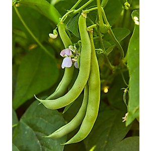 Burpee Stringless Green Pod Bush Bean Seeds 8 ounces of seed