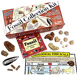 DANCING BEAR FOSSIL COLLECTION Kit (12 Different Types of Specimens): Trilobite, Dinosaur Bone, Shark teeth, Coprolite (fossilized Turtle Poop) Fossil ID Book, Magnifying Glass, STEM Science Set, Made in the USA