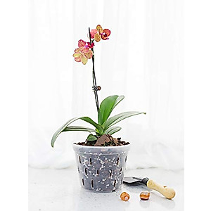 TRUEDAYS Orchid Pots with Holes Plastic Flower Plant Pot Clear Plastic Orchid Pot for Indoor Outdoor, 4.5 Inch 4 Pack