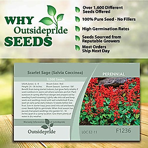 Outsidepride Perennial Salvia Coccinea Sage Scarlet Wild Flowers Attracting Beneficial Insects & Hummingbirds - 5000 Seeds