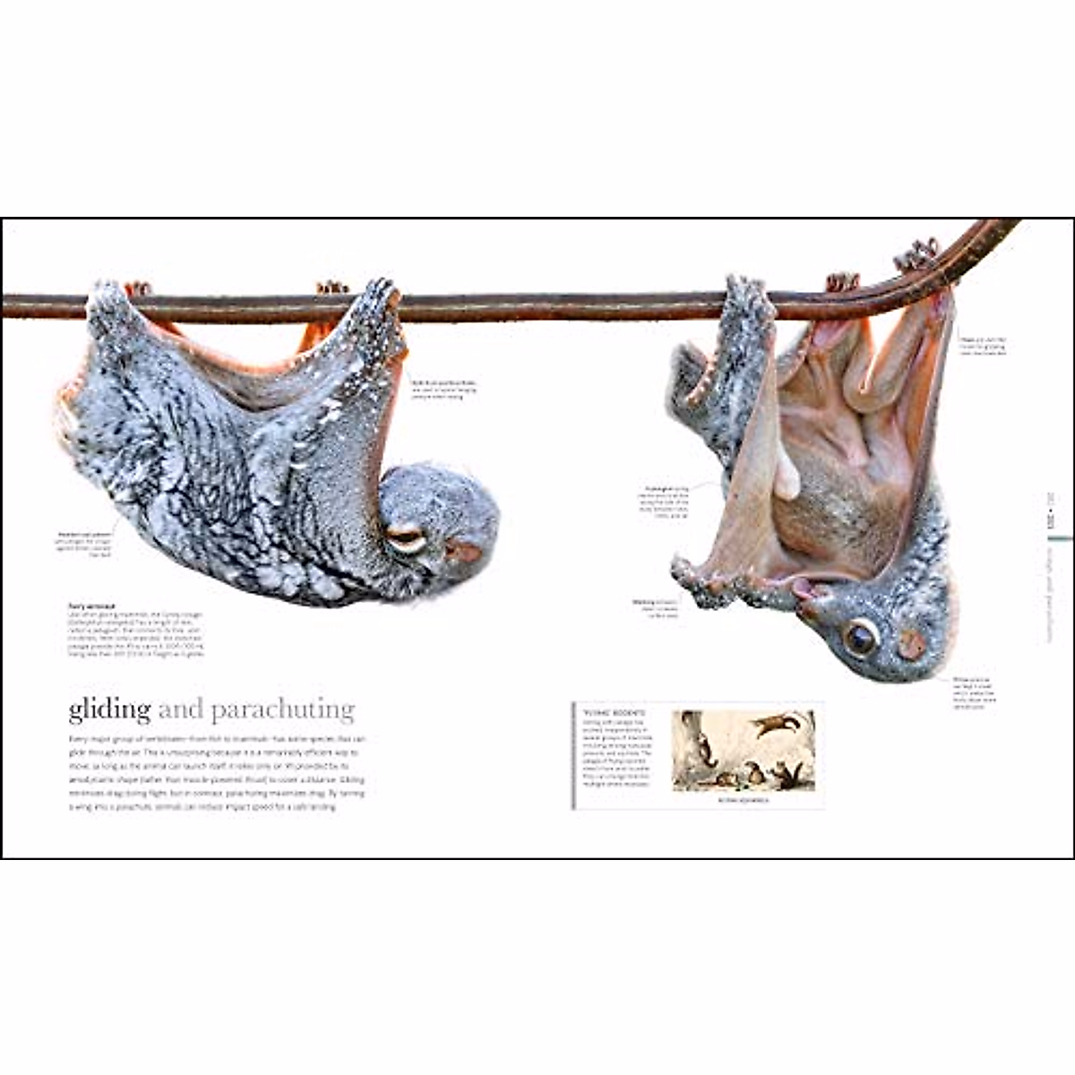 Zoology: Inside the Secret World of Animals (DK Secret World Encyclopedias)