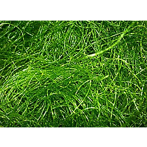 Generic Live Chaeto Chaetomorpha Macro Algae Reef Refugium Saltwater Plant Marine