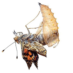 Insect Lore Butterfly Garden | 10 Live Baby Caterpillars | Habitat, STEM Journal, Chrys-A-Lids, Feeder | Raise and Release Painted Lady Butterflies