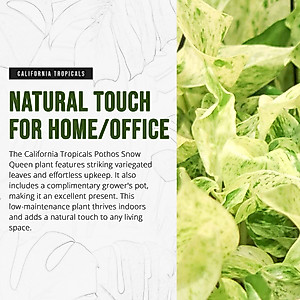 California Tropicals Pothos Snow Queen - 4" Live Plant - Variegated White and Green Leaves - Easy to Care for - Perfect for Indoor and Outdoor Home Decor, Office, and Gift - Pot Included