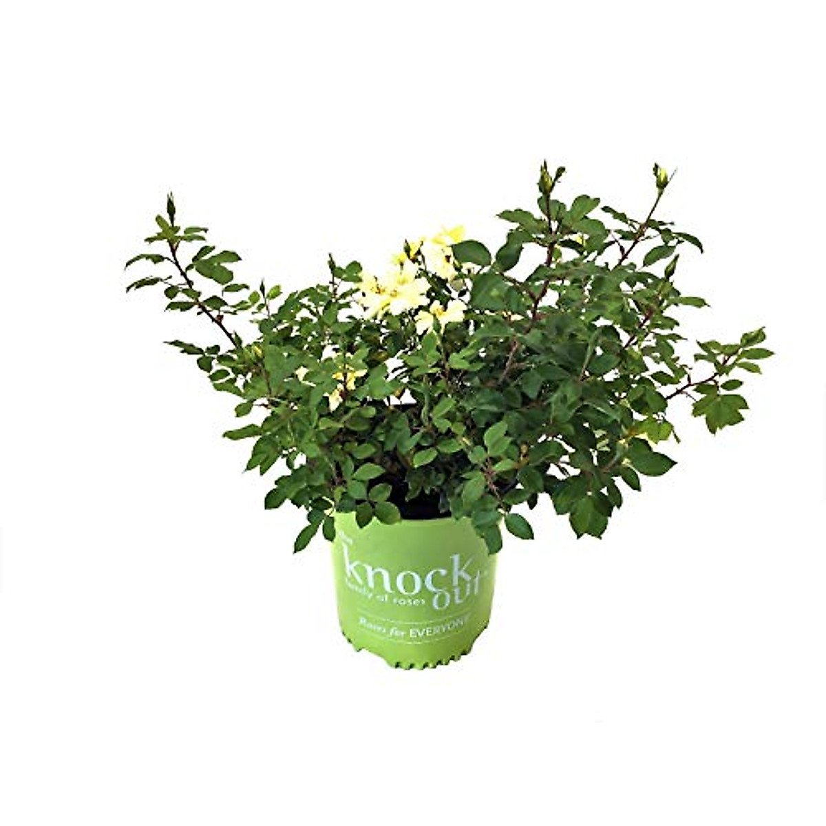 Star Roses Knockout Series 11892 Star Series Roses Knock Out, 3 Gallon, Sunny Knockout