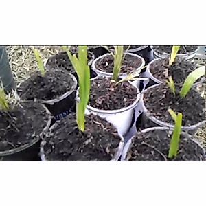 1086-Palm, Mexican Fan Tree (‎Washingtonia robusta) Seeds by Robsrareandgiantseeds UPC0764425786740 Non-GMO,Organic,USA-Grower,Bonsai, 1086 Package of 5 Seeds